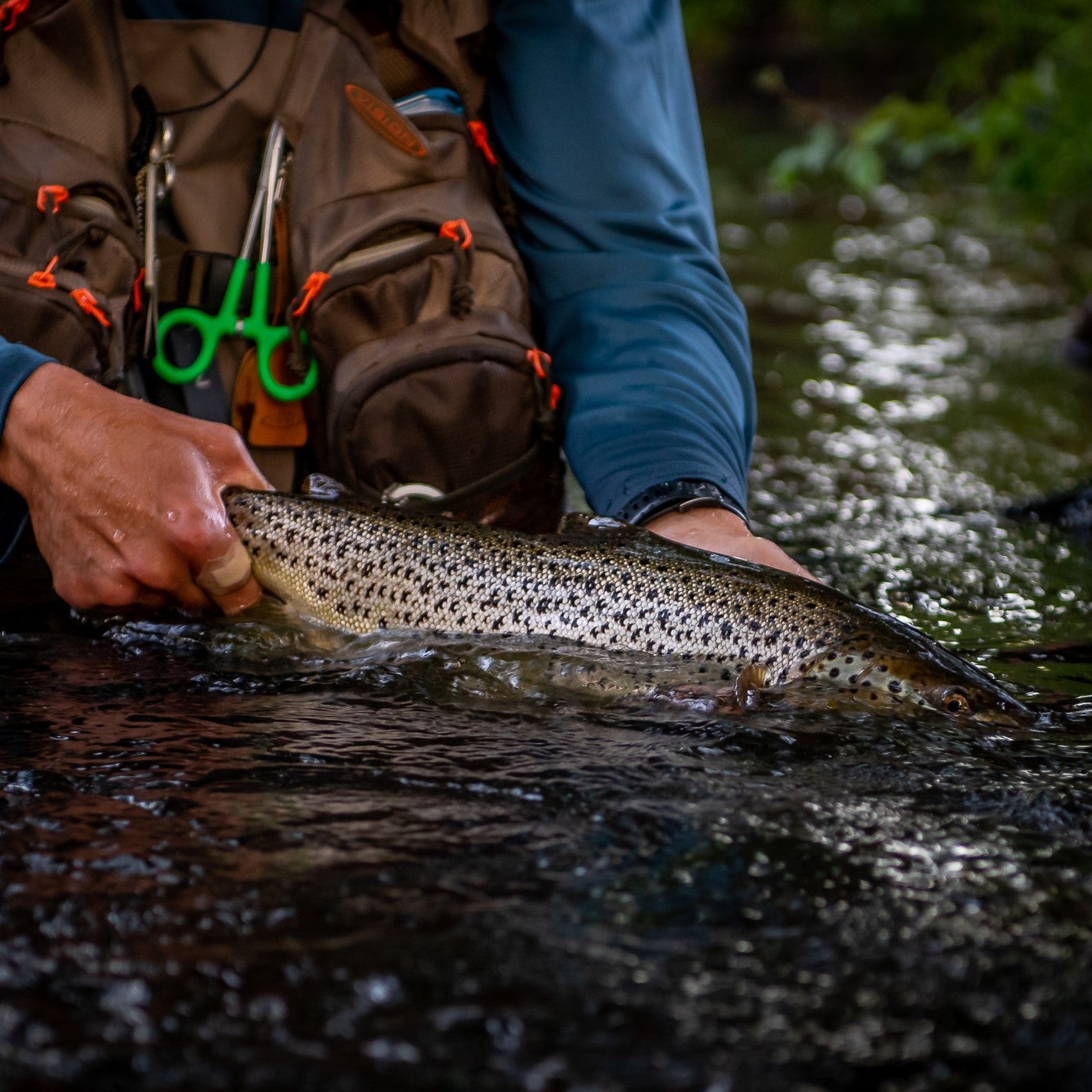 Forceps – Vision Fly Fishing