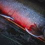 Rivermaniac Fly Rod – Vision Fly Fishing